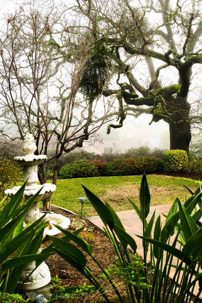 Sunday Spotlight #31 | Amy's Healthy Baking